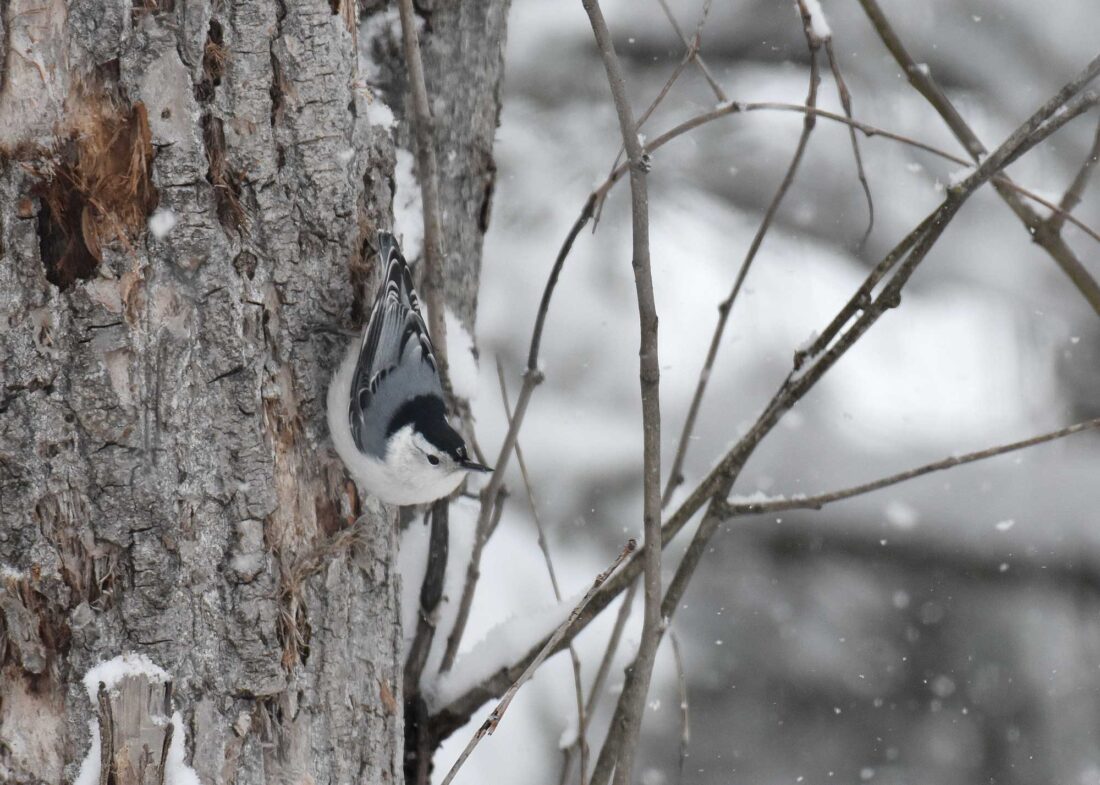 Michigan Birding class offered online | News, Sports, Jobs - The Daily News